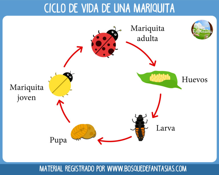 ciclo de vida de la mariquita - Juegos infantiles