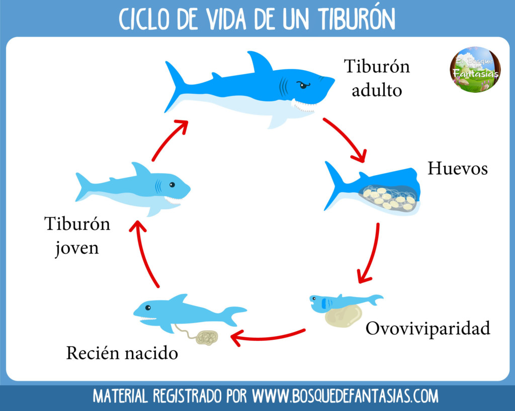 Fichas con los CICLOS DE VIDA de los seres vivos para primaria