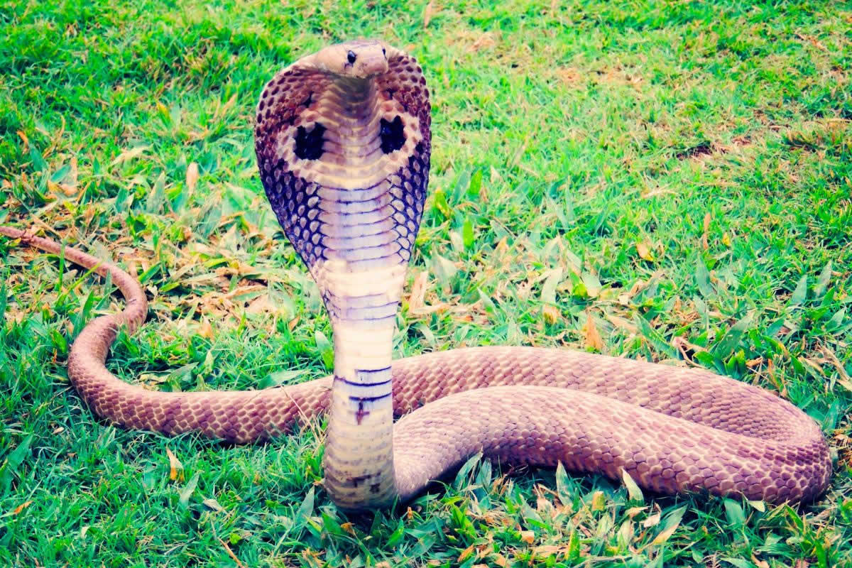 serpiente cobra real - Juegos infantiles