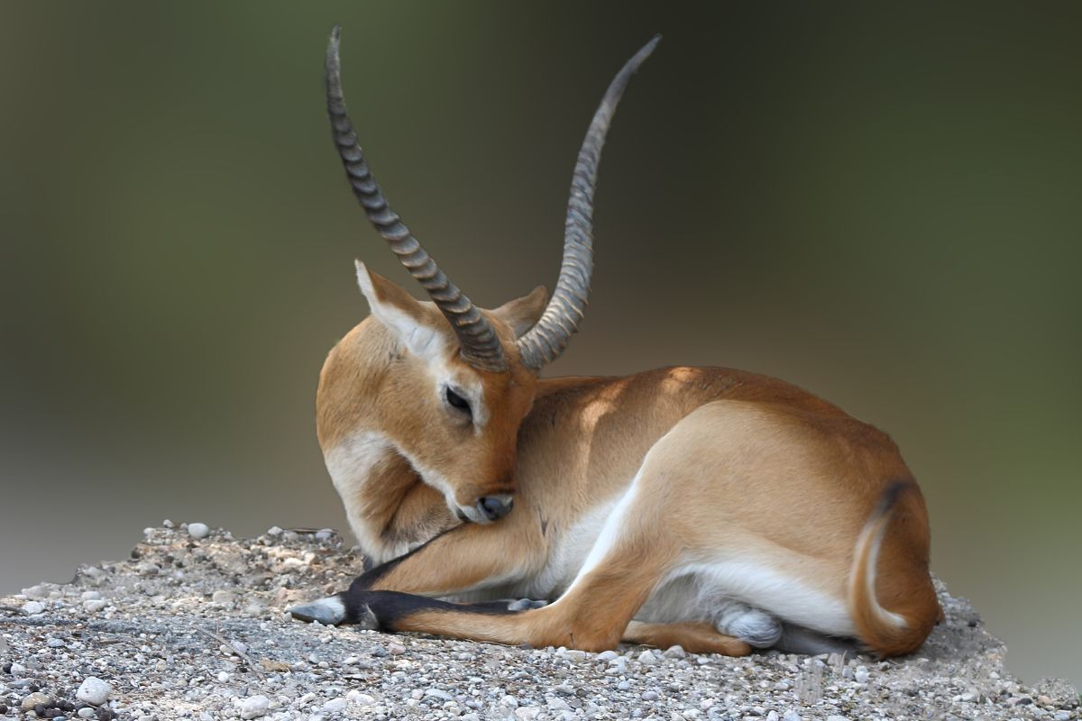 El antílope: qué come y dónde vive | Juegos infantiles