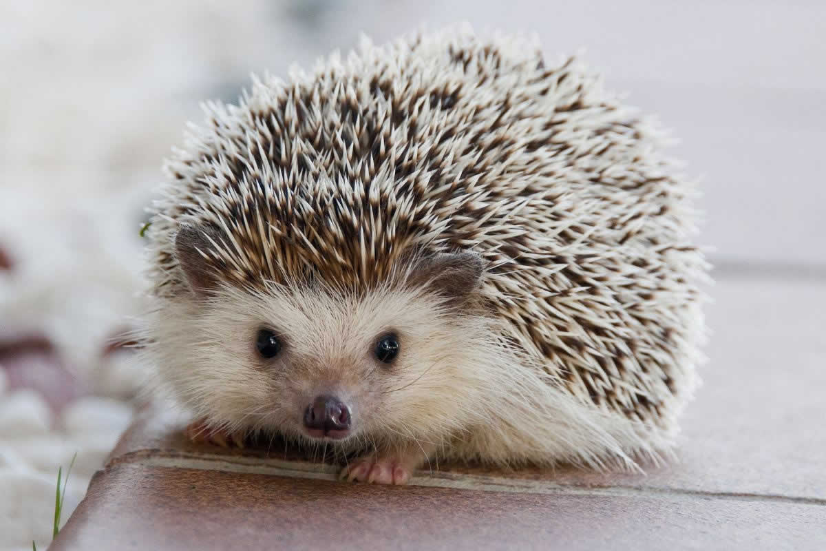 mamiferos el erizo 2 - Juegos infantiles