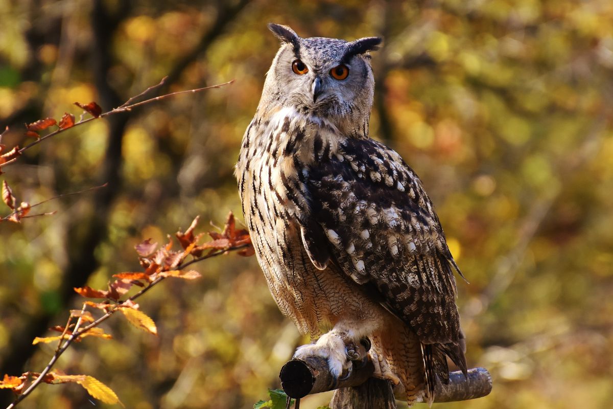 buho en el bosque - Juegos infantiles