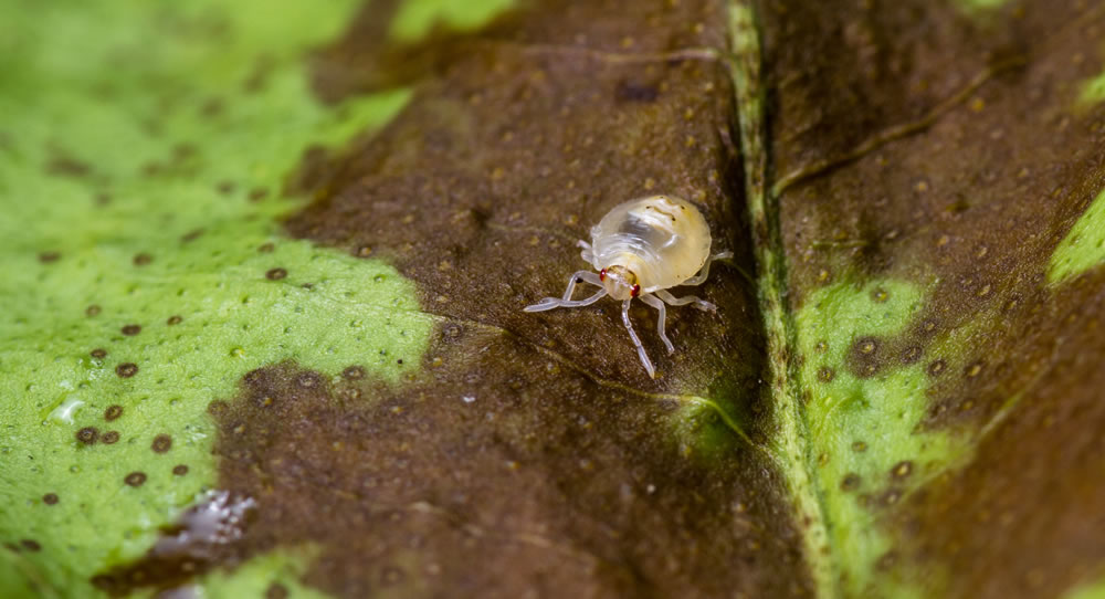 qué es un ácaro - Juegos infantiles