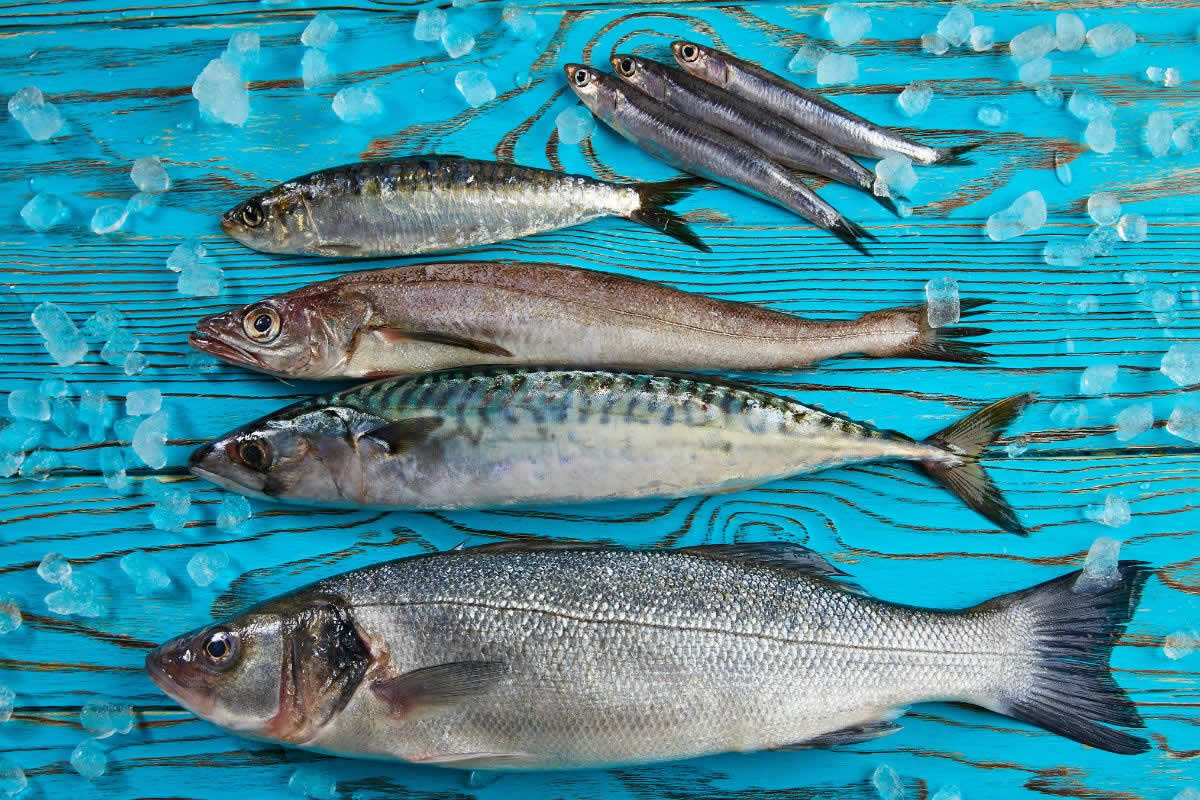 como son las merluzas - Juegos infantiles