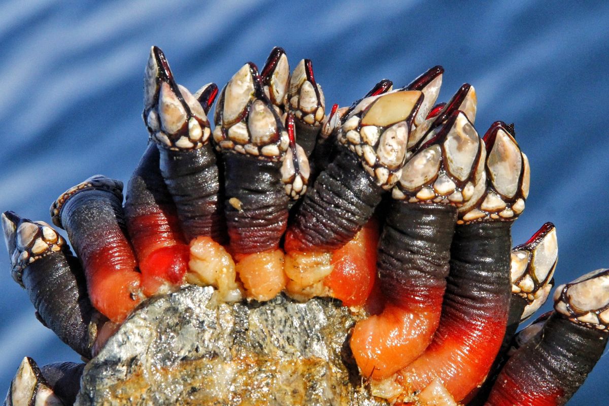 caracteristicas de los percebes - Juegos infantiles